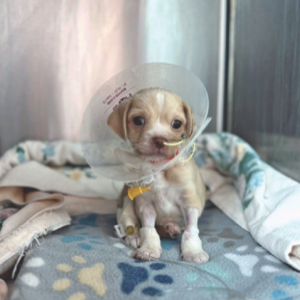 Tuesday the Puppy Treated for Parvo