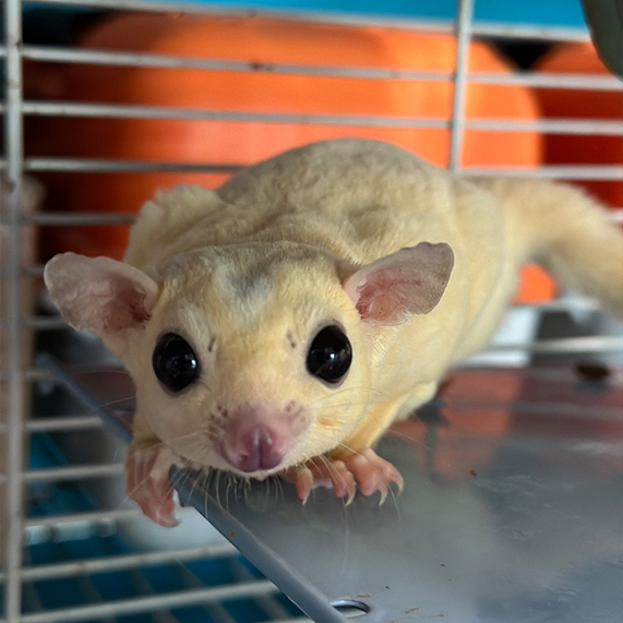 White Sugar Glider Sugar Glider On White Background Glider Possum